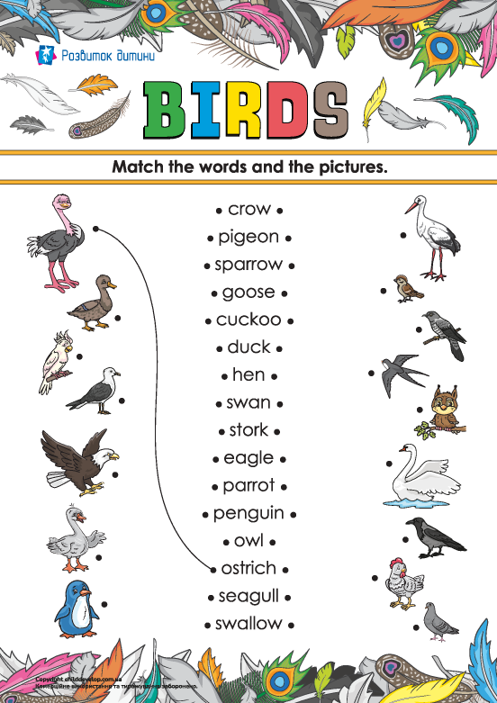 Birds (Птахи) – match words and pictures – Розвиток дитини